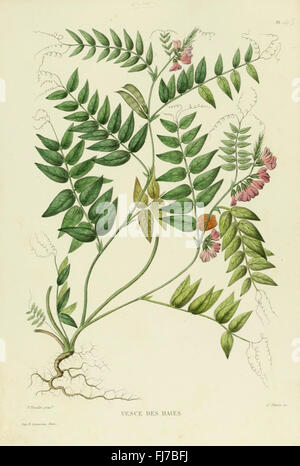 A botanical work illustrating forage plants, particularly Gramineae ...