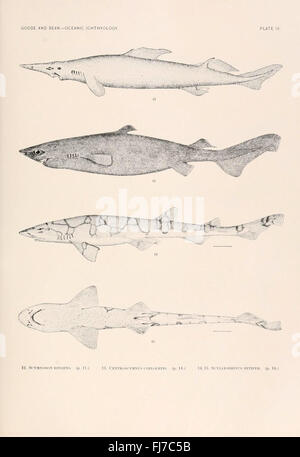 An illustrated study of deep-sea fish species from the Atlantic Ocean ...