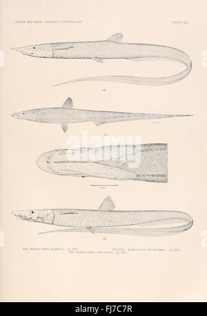 Oceanic ichthyology, Atlantic Ocean, deep-sea fishes, marine biology ...