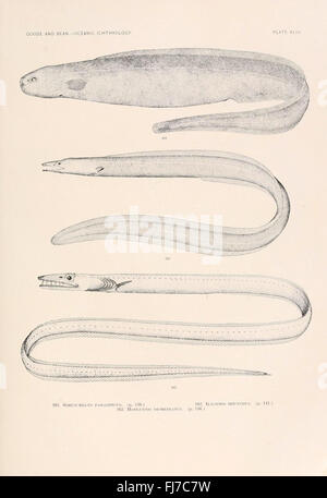 An illustration from 'Oceanic Ichthyology' depicting deep-sea fishes ...