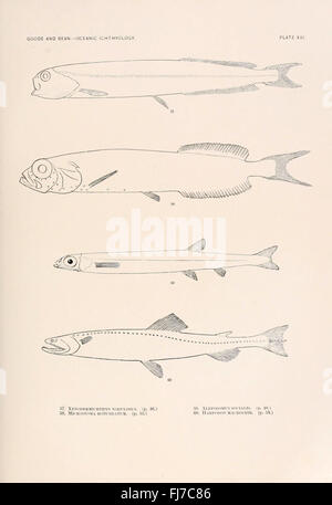 An illustration depicting deep-sea fish species from the Atlantic Ocean ...