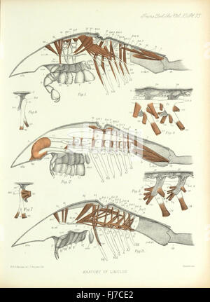 A scientific study on the muscular and endoskeletal systems of the ...
