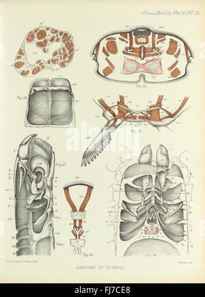 On the muscular and endoskeletal systems of Limulus and Scorpio, n.p ...