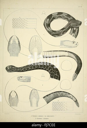 A comprehensive study of reptiles found in the United States ...