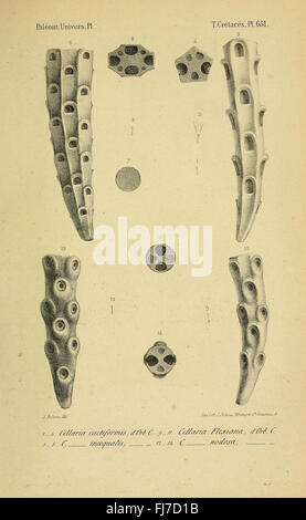 A French paleontological study focused on Cretaceous fossils, including ...