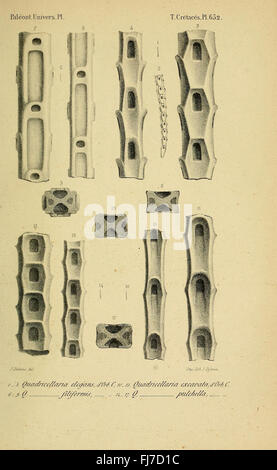 A paleontological study focusing on the French fossil record, including ...