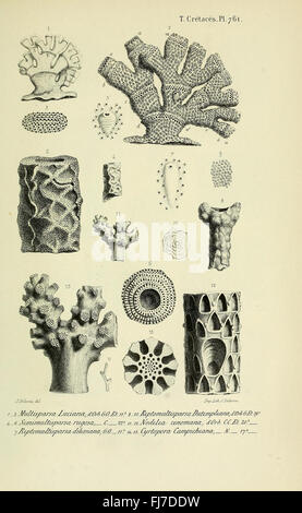 Paléontologie française, Cretaceous, France, Harvard University, MCZ ...