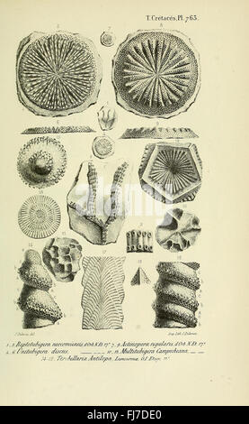 A French paleontological study on Cretaceous and Jurassic fossils ...