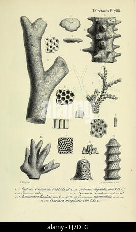This paleobotany study focuses on the fossilized seeds and sporophylls ...