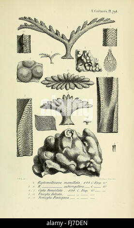 A comprehensive exploration of Cretaceous and Jurassic fossils from ...