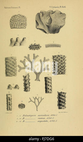 French Paleontology: Fossils from the Cretaceous and Jurassic Periods ...