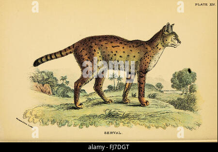 A comprehensive guide to the Carnivora order, detailing the ...