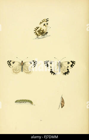 A historical account of British butterfly species, featuring detailed ...