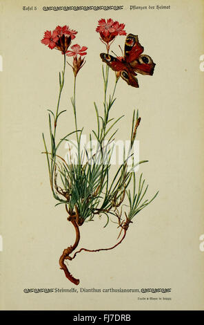 This German botanical work, illustrating the flora of Germany, features ...