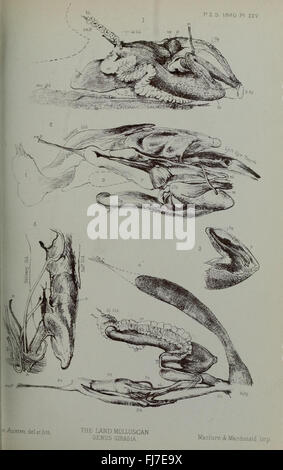 Proceedings, of, the, Zoological, Society, of, London, London, Academic ...