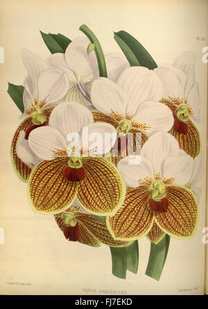 The Orchid Album - Volume 03, by R. Warner & B.S. Williams - A ...