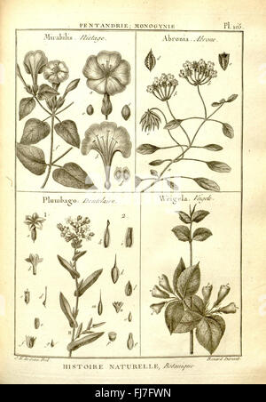 A collection of botanical illustrations from the Encyclopedia ...