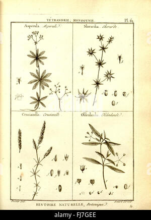A French botanical collection featuring detailed plant illustrations ...