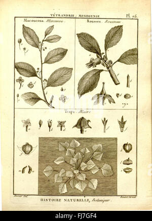 A botanical illustration from the 'Encyclopédie,' showcasing a diverse ...