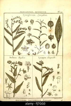 A botanical collection from the Encyclopédie, showcasing detailed ...