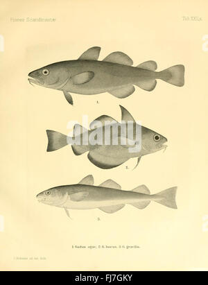 Comprehensive study on the fishes of Scandinavia, documenting species ...