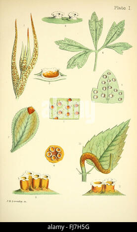 Rust, smut, mildew and mould (Plate XIII): A study of phytopathogenic ...