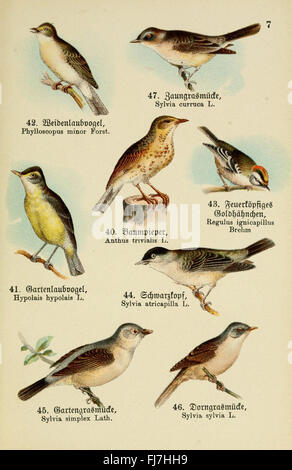 A small atlas illustrating native birds of Germany, focusing on their ...
