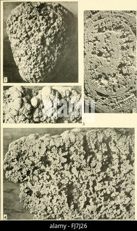 The *Miscellaneous Publications of the American Museum of Natural ...