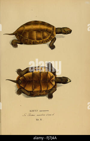 Turtle Species, Testudines, New Turtle Species, Brazil, Ernst Mayr ...