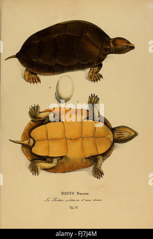 New turtle species discovered in Brazil during the 1817-1820 expedition ...