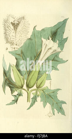 Svensk Botanik, featuring detailed illustrations of Swedish plant ...