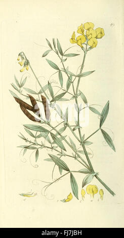 Svensk Botanik, showcasing Swedish plant species through detailed ...