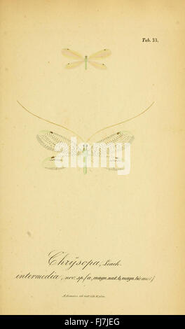 Symbolae ad monographiam generis Chrysopae, Leach. Vratislaviae, apud ...
