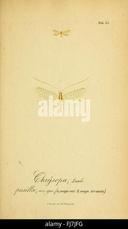 Symbolae ad monographiam generis Chrysopae, Leach. Vratislaviae, apud ...