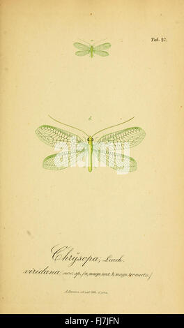 A scientific monograph on the genus Chrysopa, focusing on the various ...