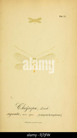 Symbolae ad monographiam generis Chrysopae, Leach. Vratislaviae, apud ...