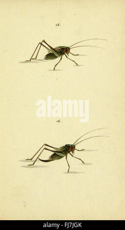 A detailed collection of insects from Switzerland, including new and ...