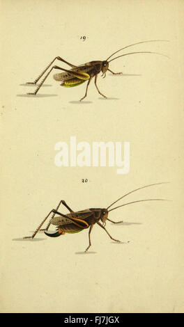 Swiss insects, showcasing newly discovered or previously unillustrated ...