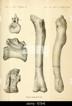 Synopsis of the extinct Batrachia, Reptilia and Aves of North America ...