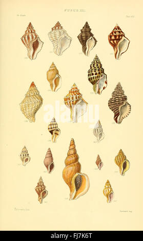 A comprehensive study of shell genera, featuring detailed monographs ...