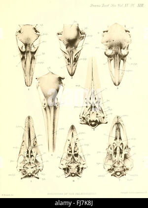 A detailed monograph on the genus Casuarius, including illustrations of ...