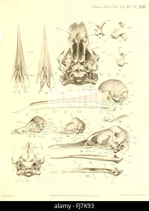 A detailed monograph on the genus Casuarius (cassowaries), with ...