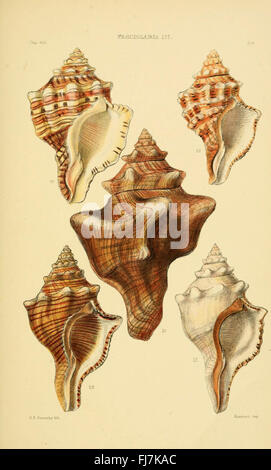 An illustrated guide to mollusk identification, focusing on shell ...