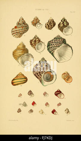 Detailed monographs of mollusk genera, focusing on various shell types ...