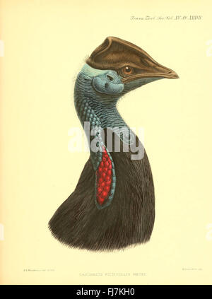 A detailed monograph on the genus Casuarius, including cassowaries ...
