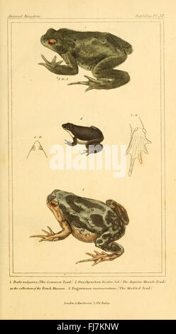 A zoological work detailing the classification and organization of the ...