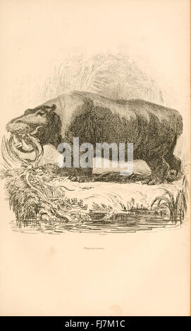 The Animal Kingdom, Zoology, Smithsonian Institution Libraries Stock ...