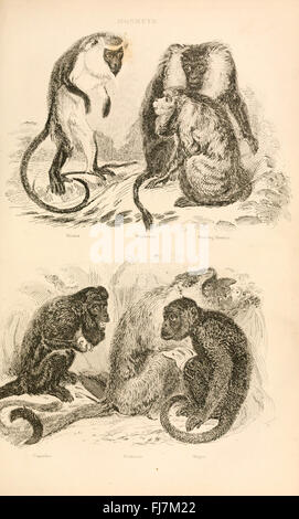 The animal kingdom, SIL Smithsonian Institution Libraries Zoology Stock ...