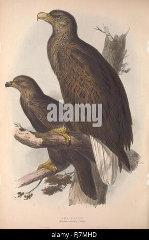 A comprehensive work illustrating various bird species native to Europe ...
