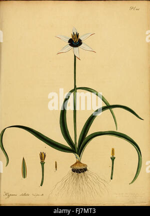 A scientific botanical repository featuring newly discovered and rare ...